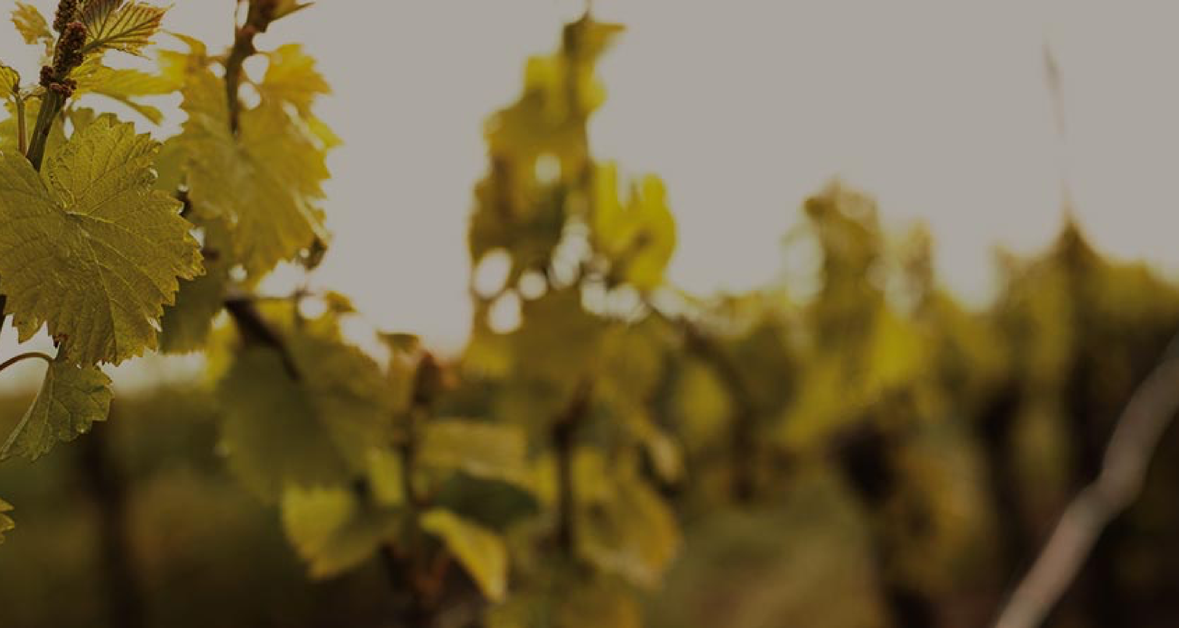 Trinchero - Tukaiz Marketing